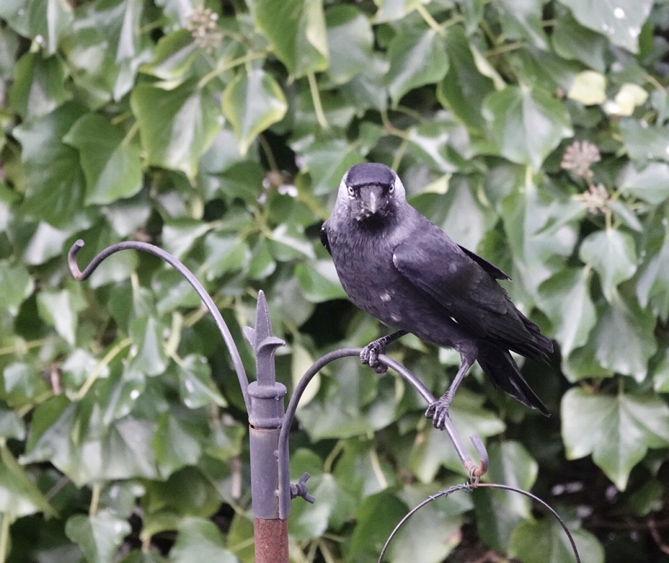 Steely-eyed | esiuol | Blipfoto