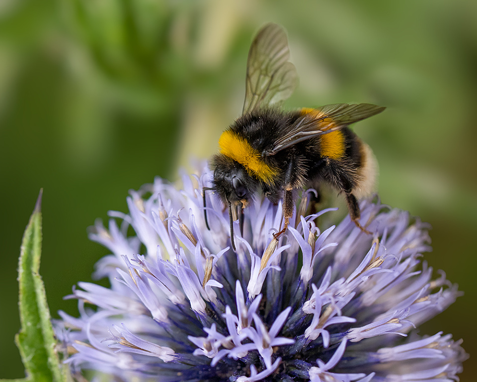 Bombus | Hillyblips | Blipfoto
