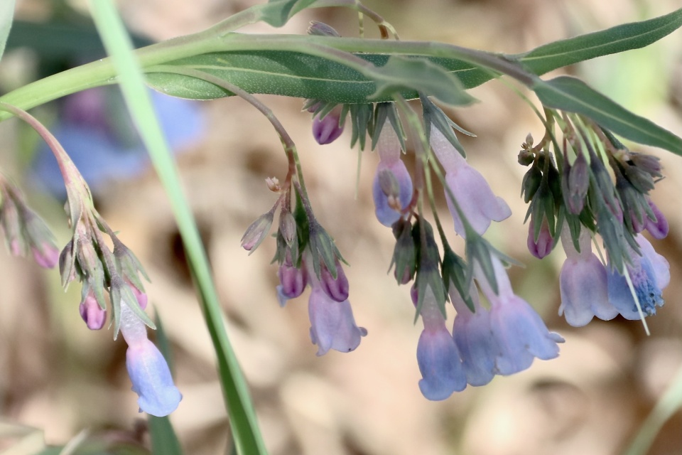 mountain bluebells | stillandknow | Blipfoto