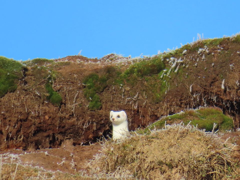 Ermine hunting…. | Exlivet | Blipfoto
