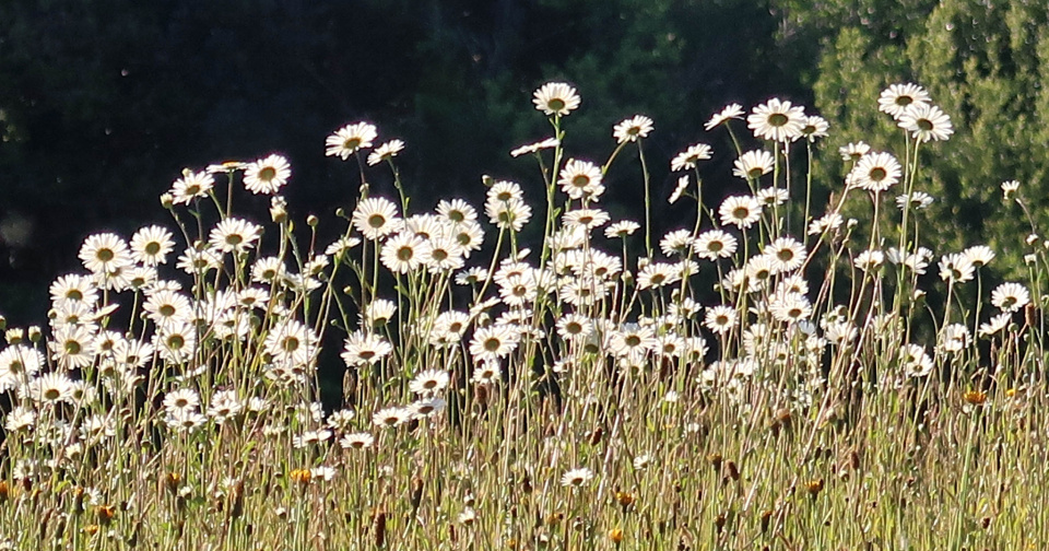 Coming up daisies | freespiral | Blipfoto