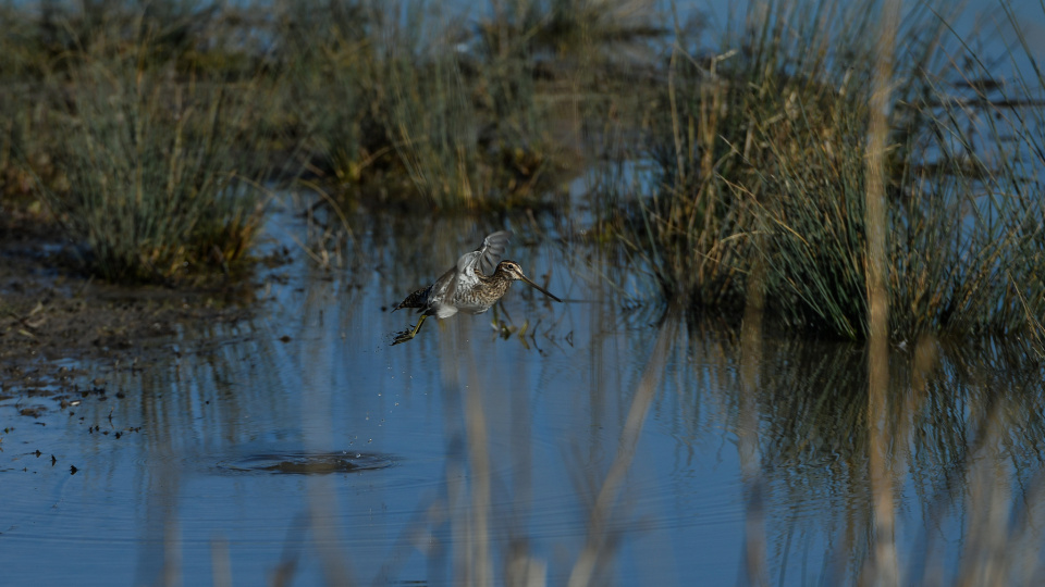 RSPB Rainham Marshes: Snipe Taking Flight | Chamaeleo | Blipfoto