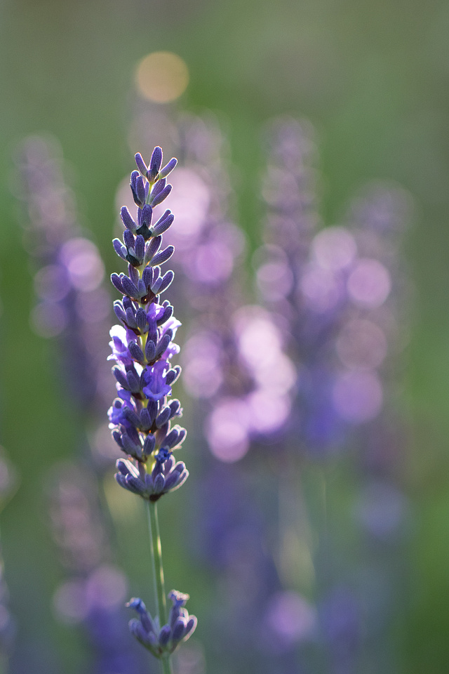 lavender | LesleyAlsford | Blipfoto