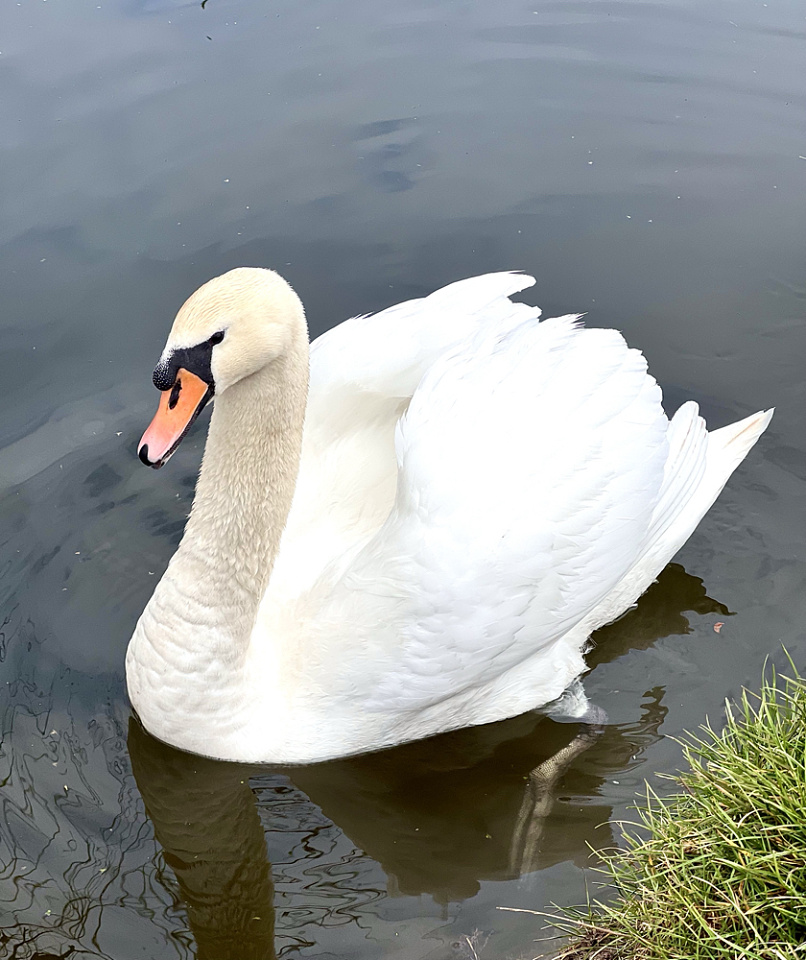 Ready | Romay | Blipfoto