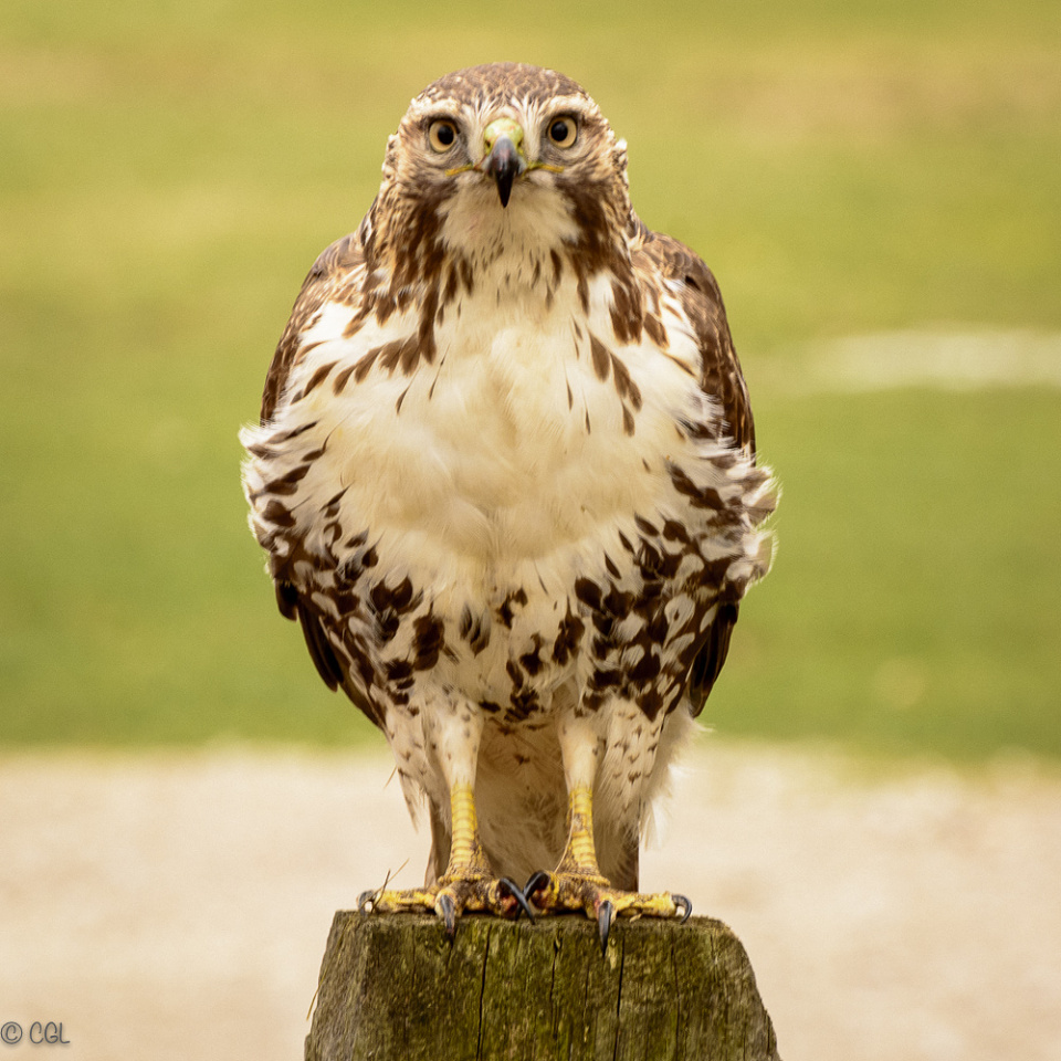 The hawk and the mouse | Skip | Blipfoto