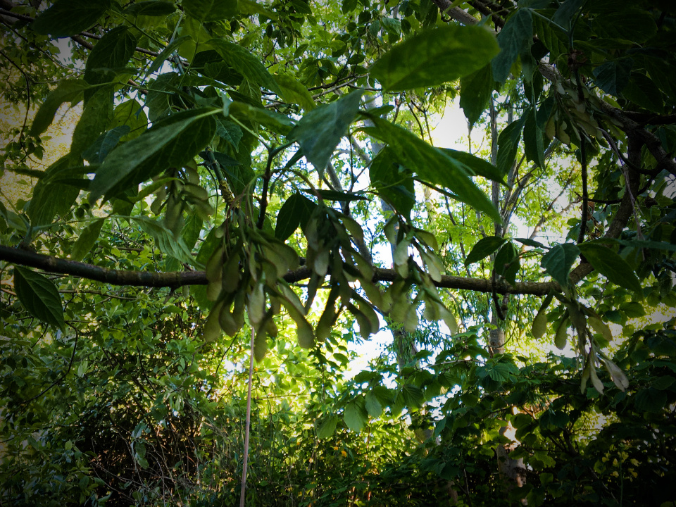 Thursday: #30DaysWild - Maple Keys | doffy | Blipfoto