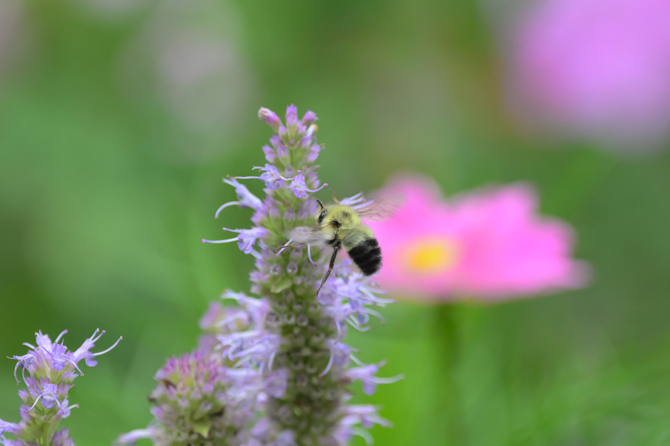 Bombus Vagans | dbifulco | Blipfoto