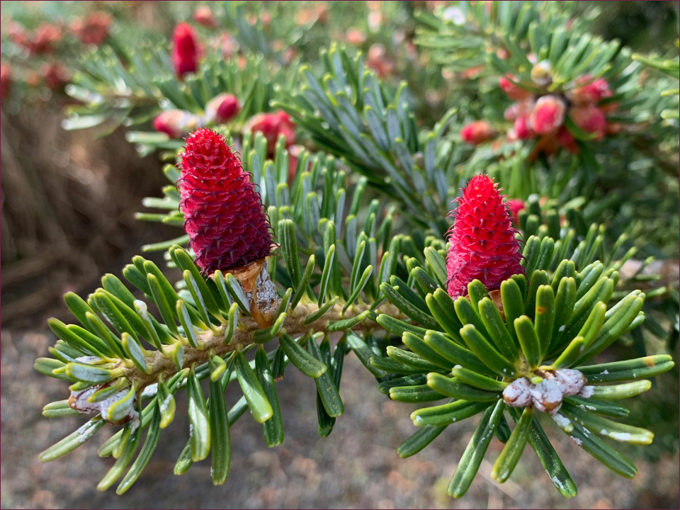 Tiny Cones | suejay50 | Blipfoto