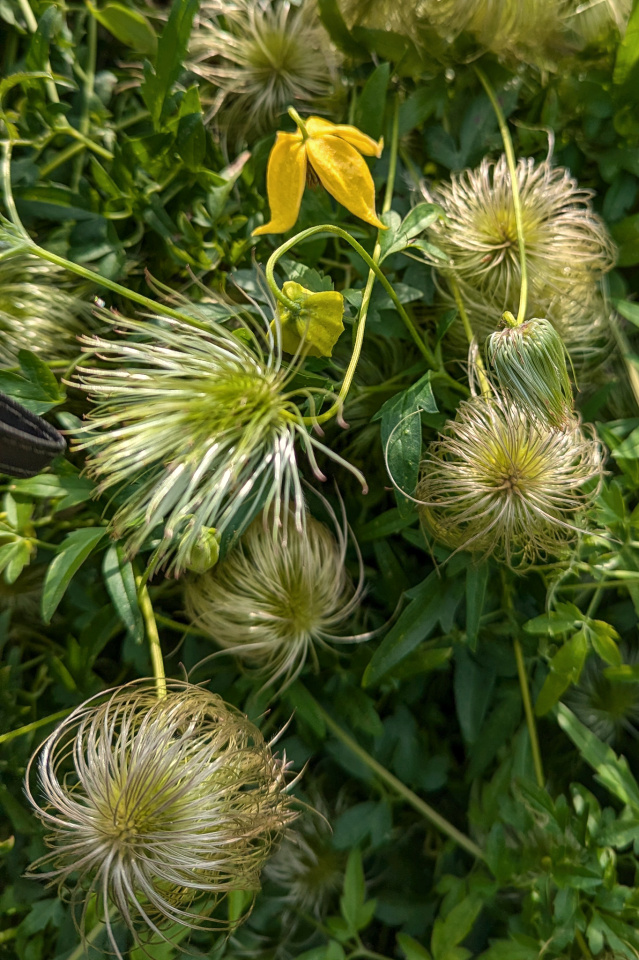 Clematis tangutica... | 60plus11 | Blipfoto