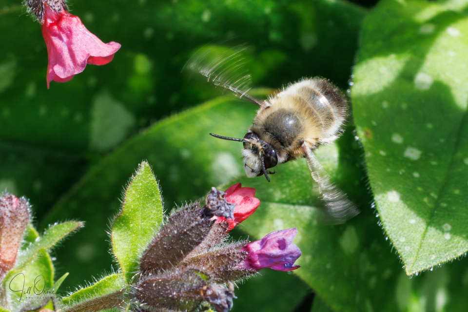 Ash blonde | JDO | Blipfoto