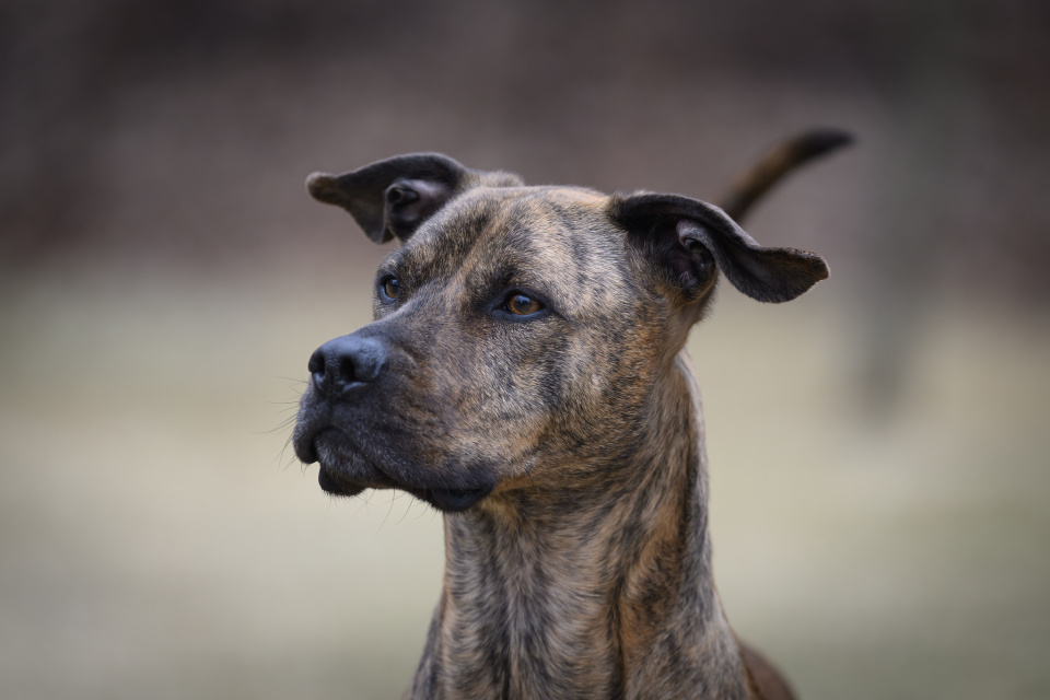 Ready for Flight | dbifulco | Blipfoto