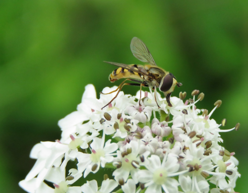 Hoverfly | ladypop | Blipfoto