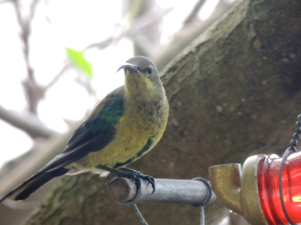 Emerald green sunbird | OldBat | Blipfoto