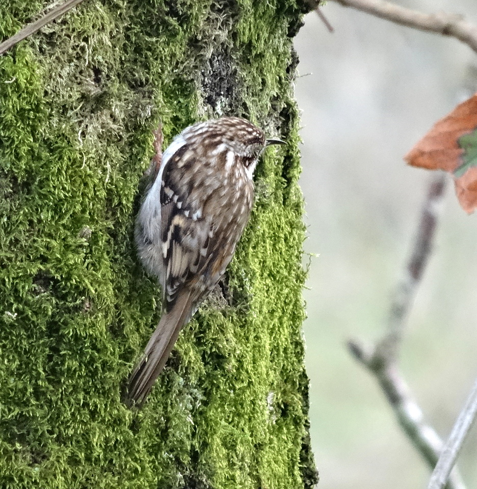 Treecreeper | sheilwill | Blipfoto
