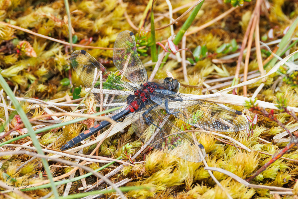 White-faced Darters | JDO | Blipfoto