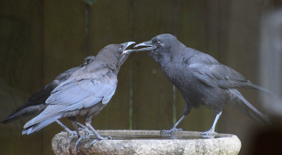 The Raven Family | johnsmiley1321 | Blipfoto