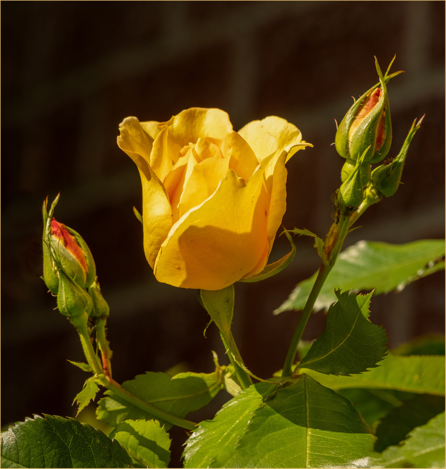 Flower Friday | davidc | Blipfoto