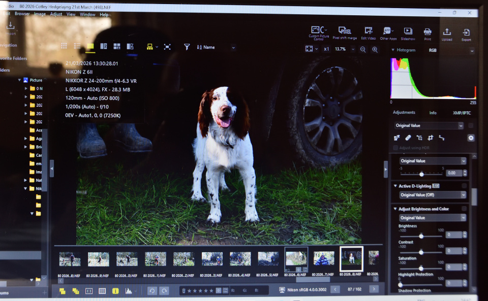 81/365 Reggie ! | Timmynomates | Blipfoto