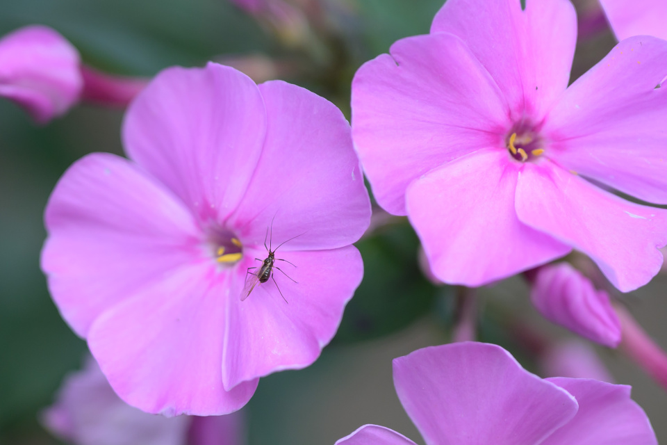 Very Tiny... | dbifulco | Blipfoto