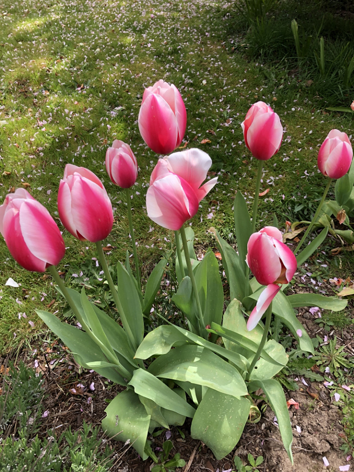 Lovely! | comments | Blipfoto