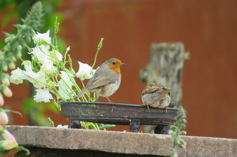 Robin & Sparrow! | Rosemarie55 | Blipfoto