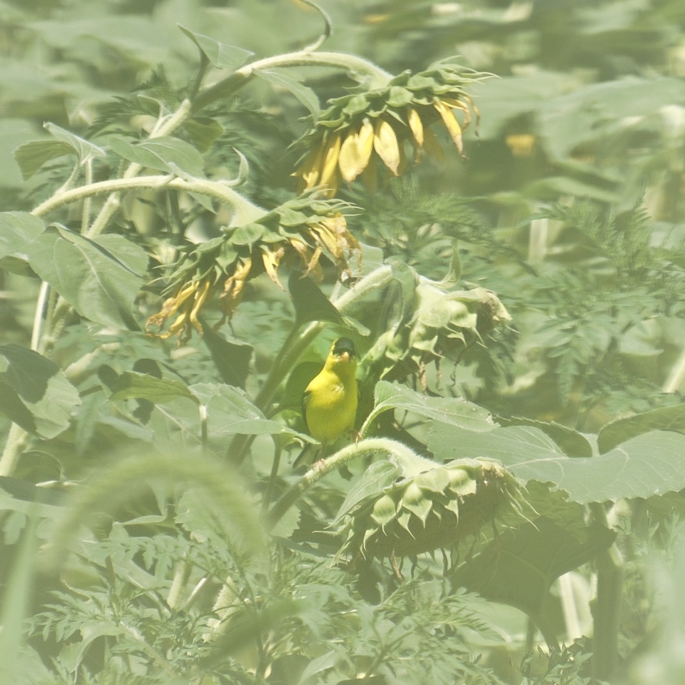 sunflowers | Energia | Blipfoto