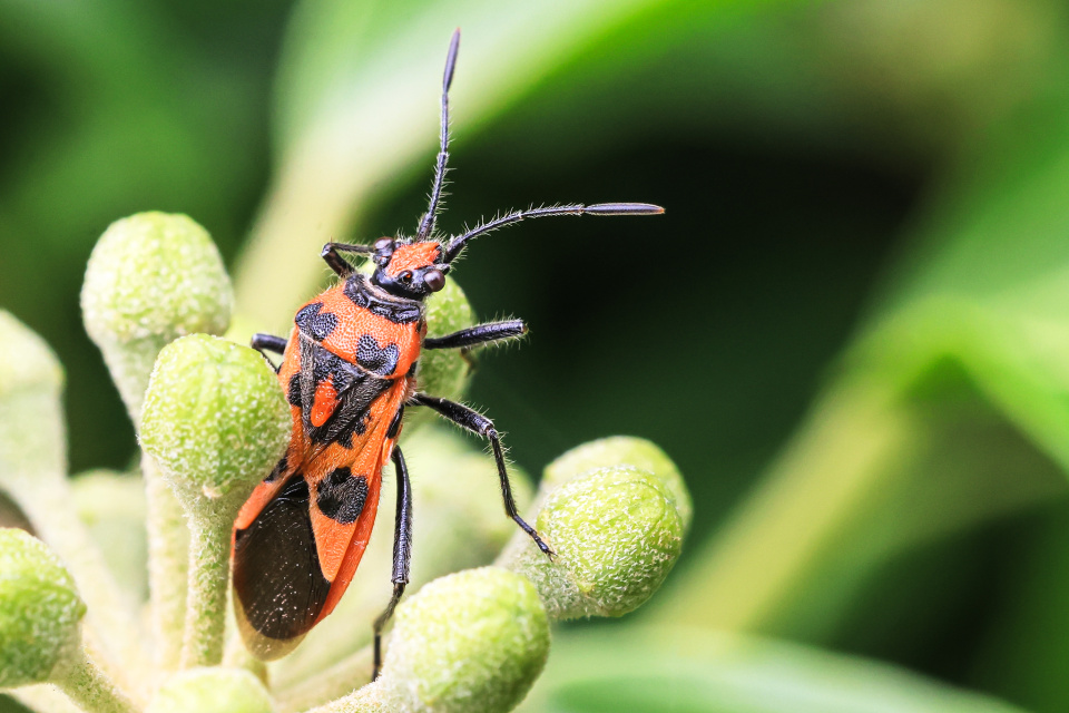 Toast The Cinnamon Bug | MsQuizzical | Blipfoto