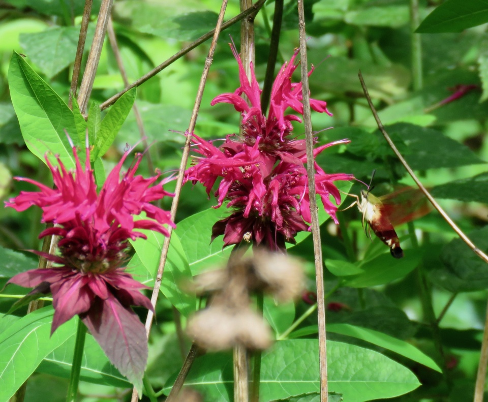 Fancy Bug Time! Meet Hemaris Thysbe! | GirlWithACamera | Blipfoto