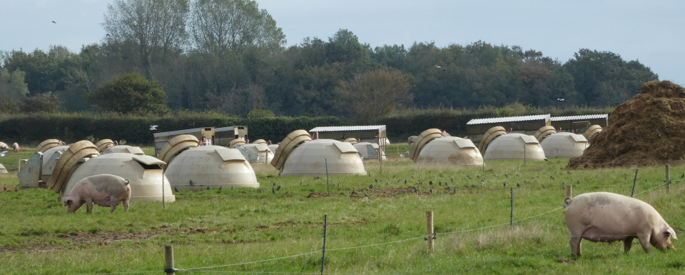 Pigloos? | woodleywise | Blipfoto