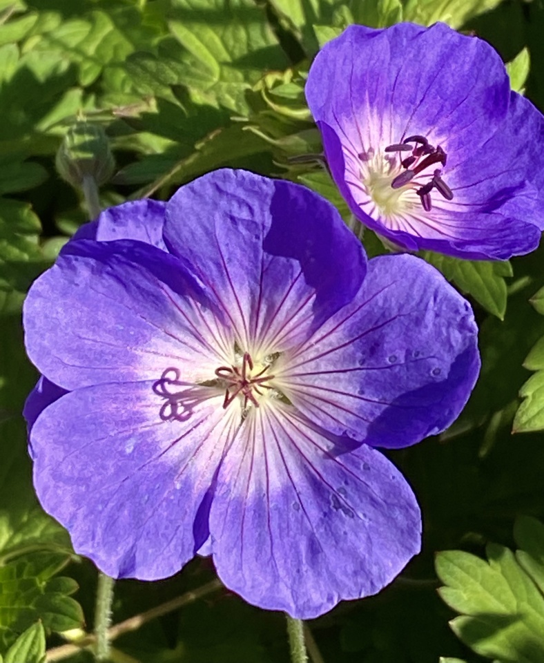 Blue geranium | GingerNan | Blipfoto