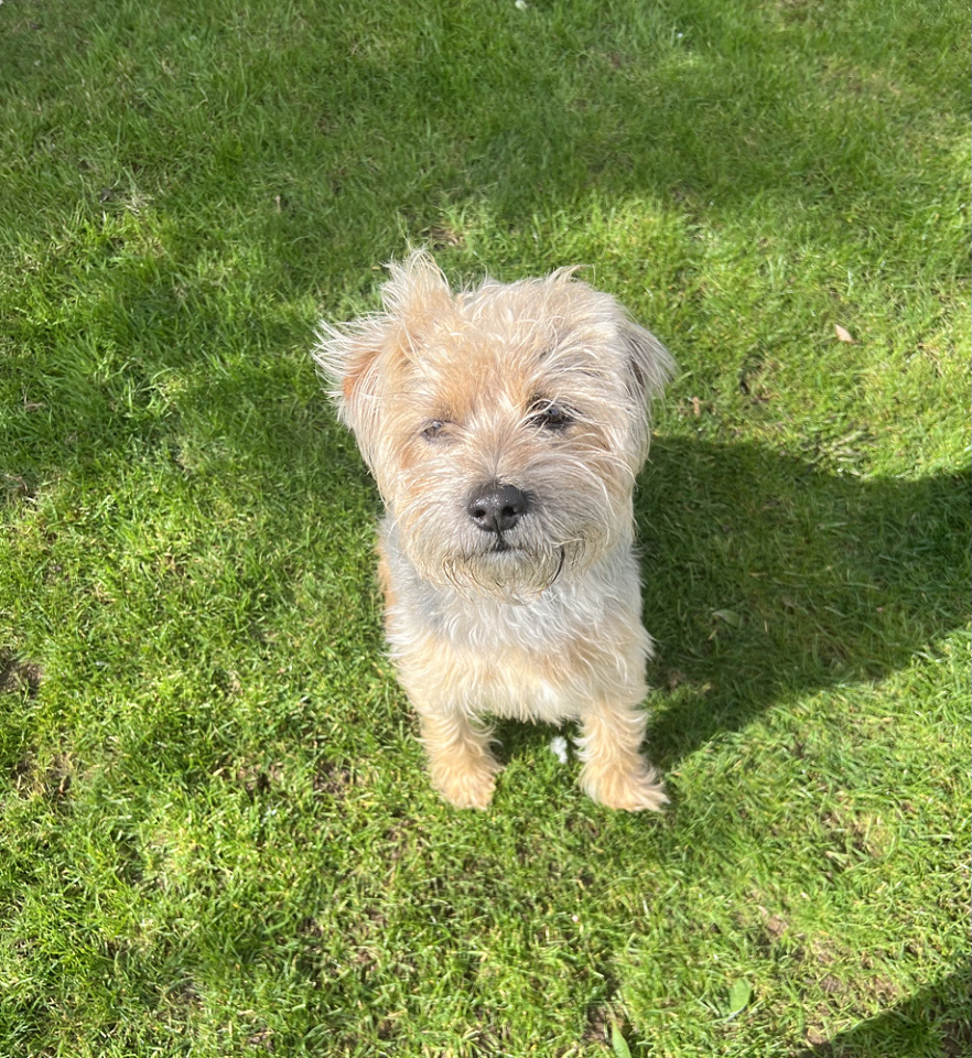 Paddy | Romay | Blipfoto