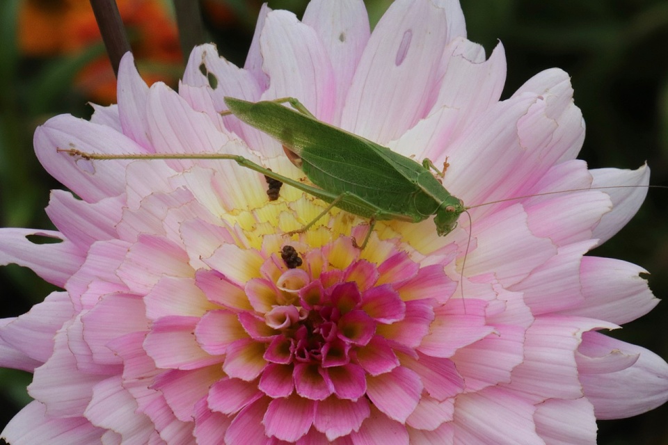Katydid | KatesGardenPDX | Blipfoto