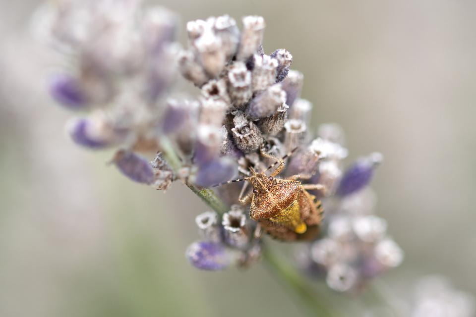 Shield Bug on Lavender | AH14 | Blipfoto