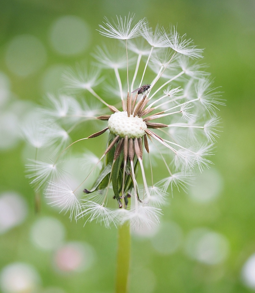 Dandelion and Fly | AlisonM | Blipfoto