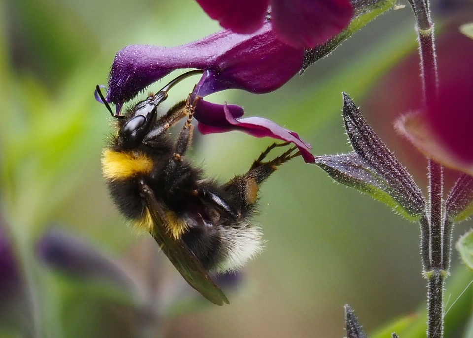 A pollinator pollinating | PeteWpics | Blipfoto