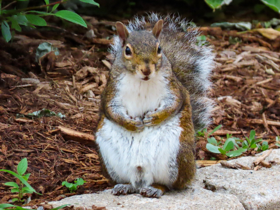 Squirrel Blip Friday - Canada day weekend edition | KevinV | Blipfoto