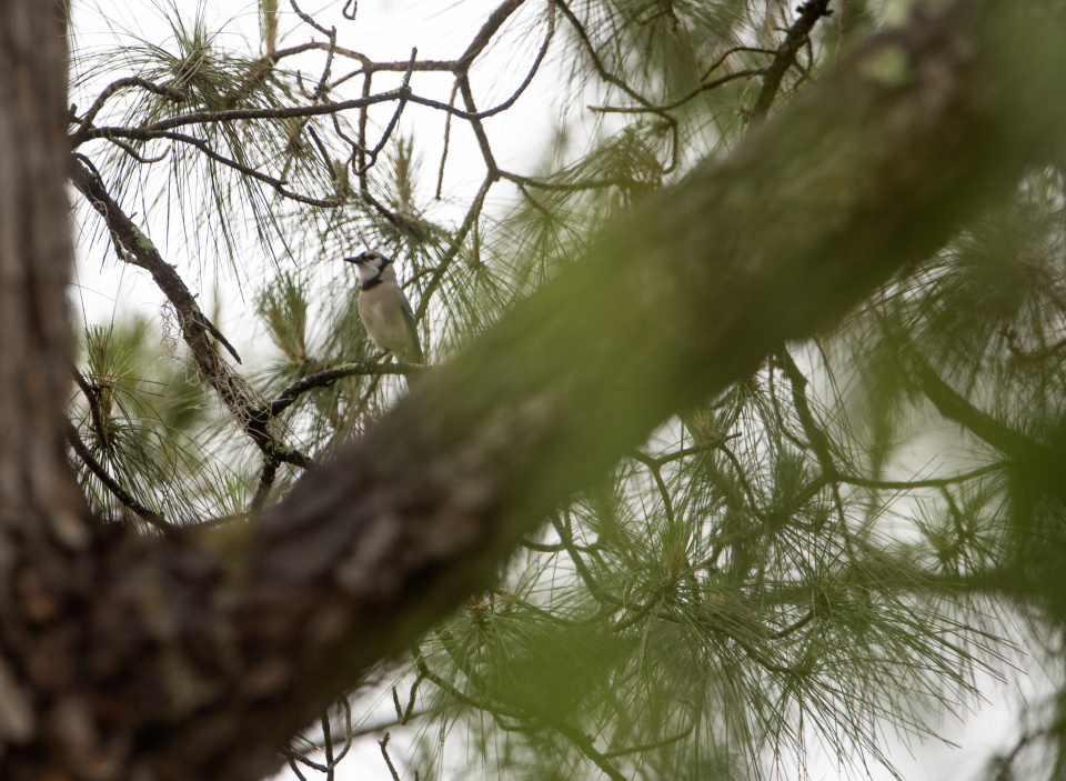 Sitting Pretty | bugsman | Blipfoto