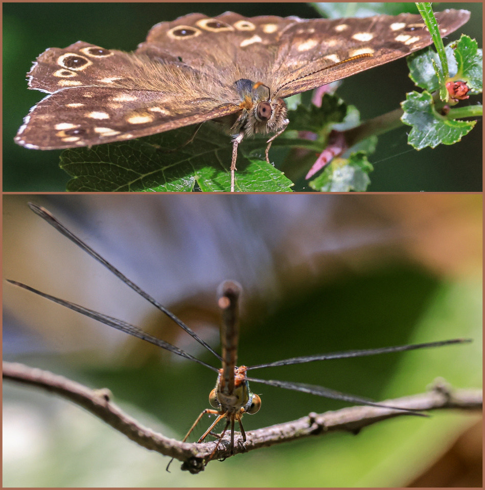 All Agog At The Gog | MsQuizzical | Blipfoto