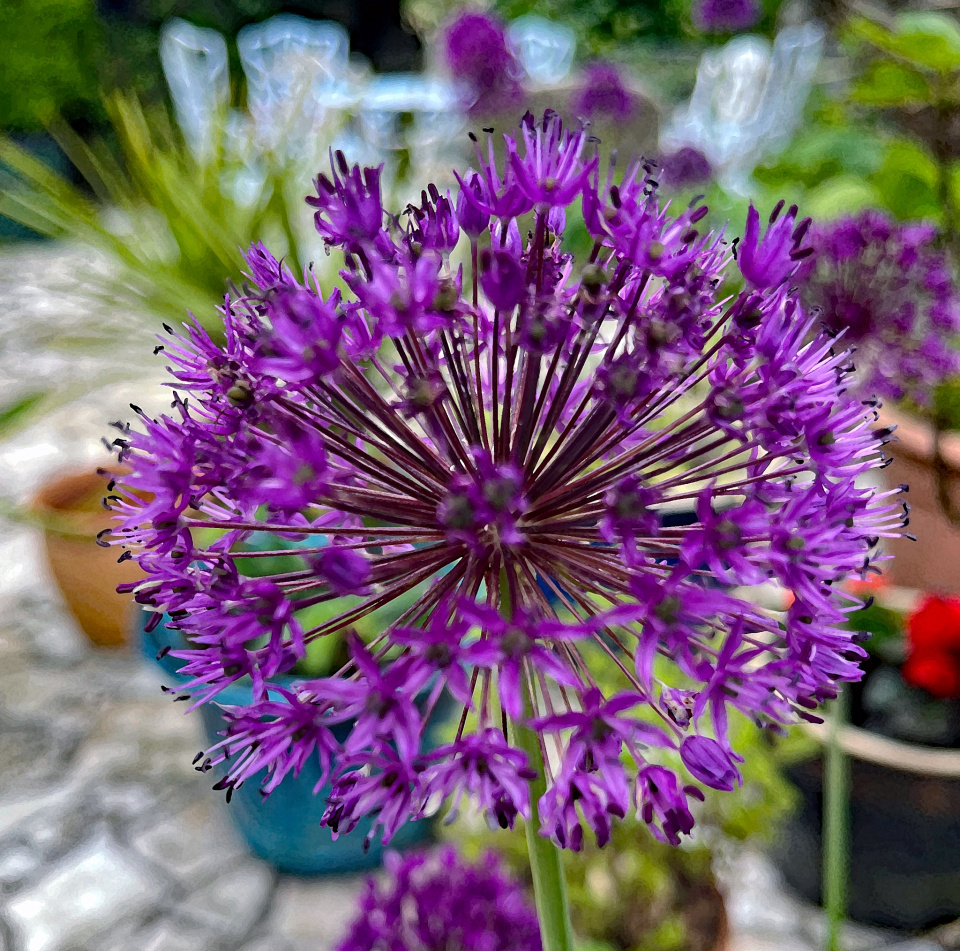 Summertime | Libra | Blipfoto