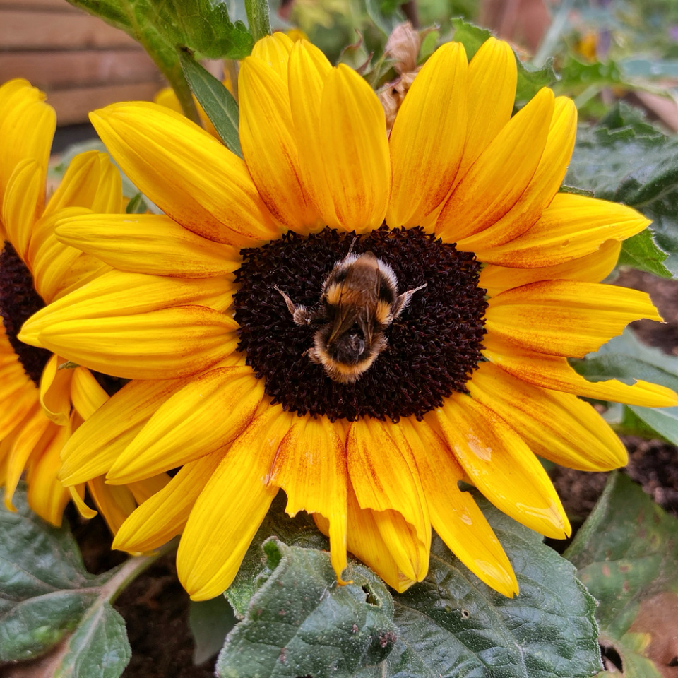 Bee on sunflower | FionaRobinson | Blipfoto