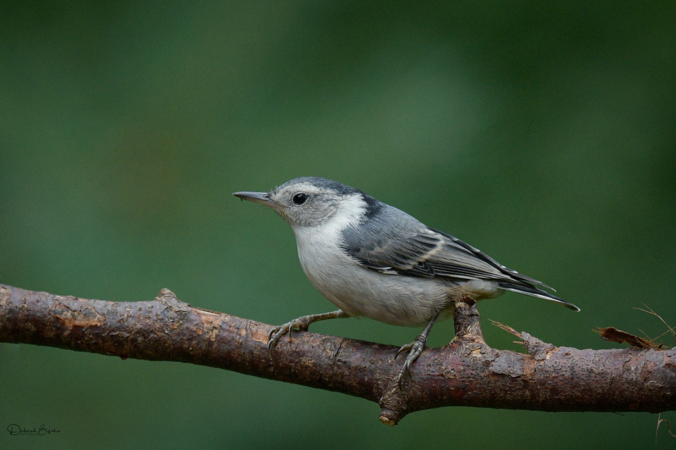 A first | dbifulco | Blipfoto