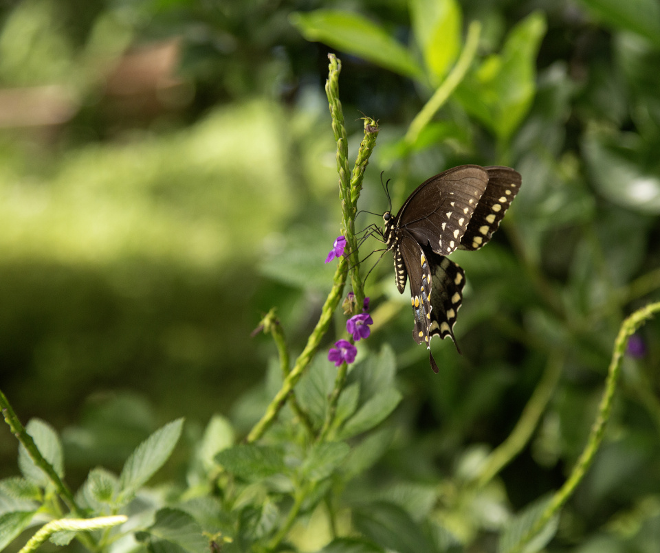 Swallowtail | bugsman | Blipfoto