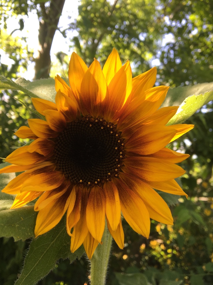 Sunday: Sunflower | doffy | Blipfoto