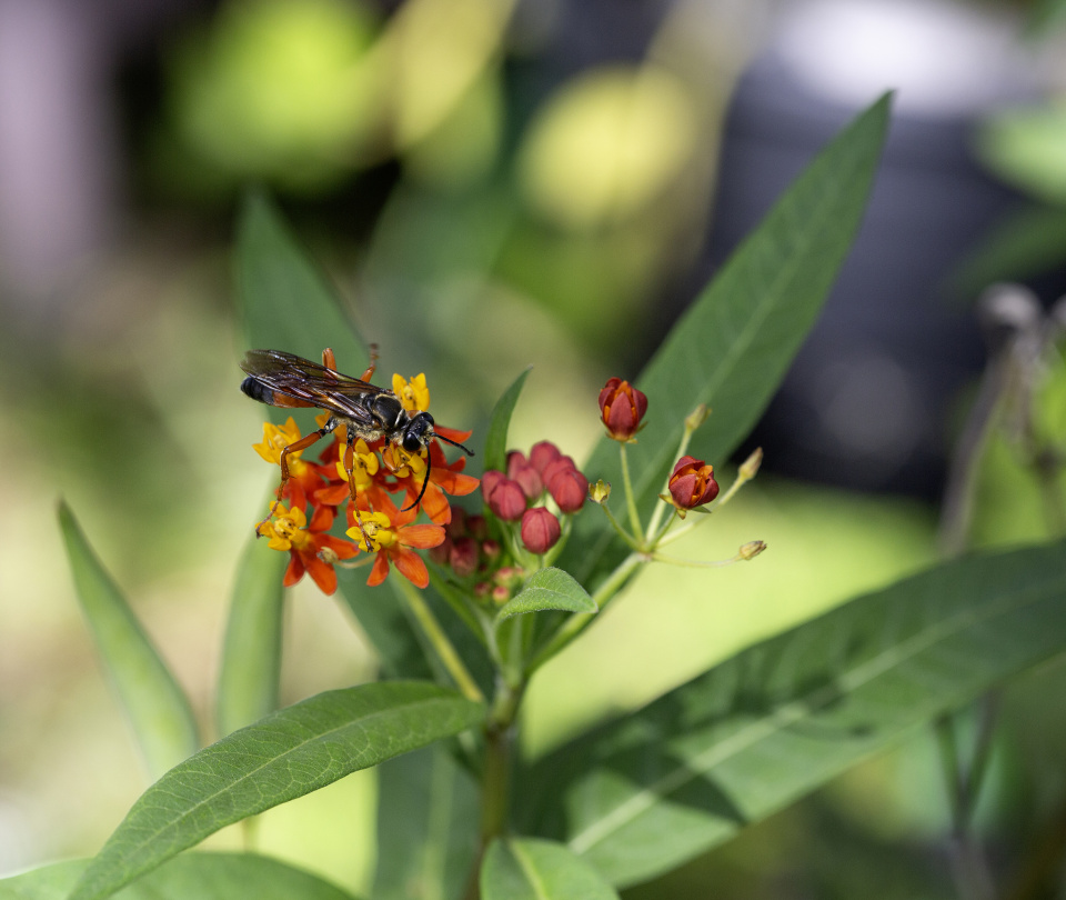 Stinger Bug | bugsman | Blipfoto