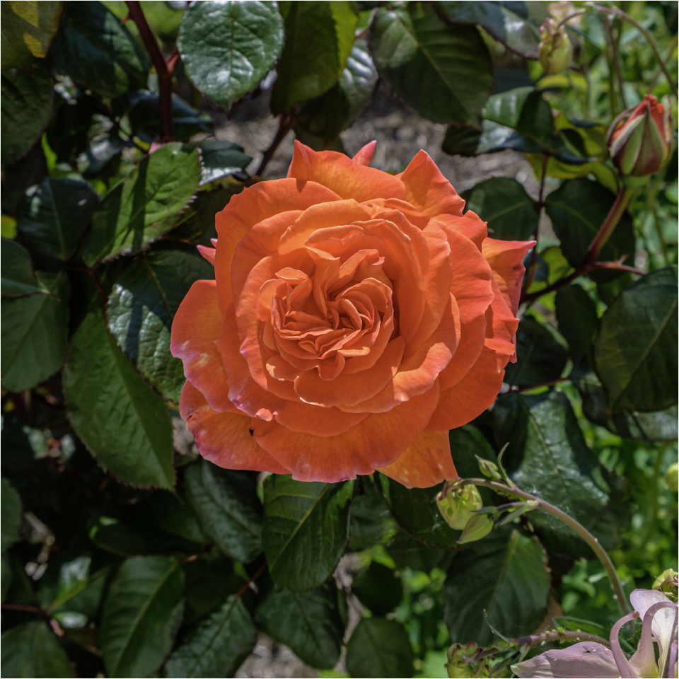 Flower Friday | Terrifo | Blipfoto