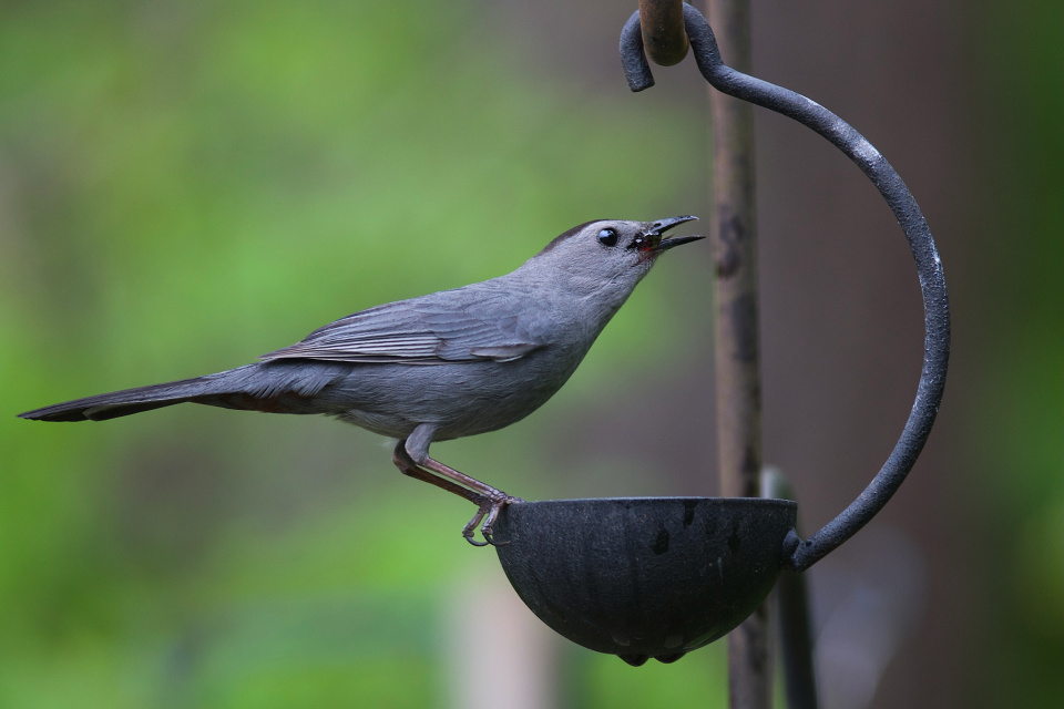 Gray & Grape | justbe | Blipfoto