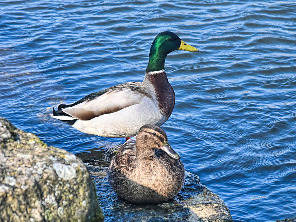 drake and duck | PurbeckDavid49 | Blipfoto
