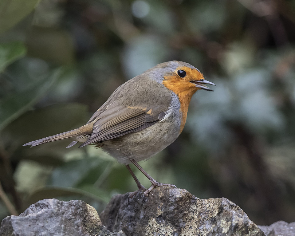 The garden birds are very... | jennyg | Blipfoto