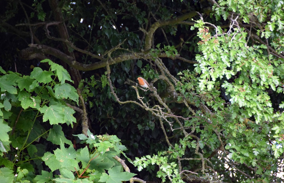Spot the birdie! | Stiffknees | Blipfoto