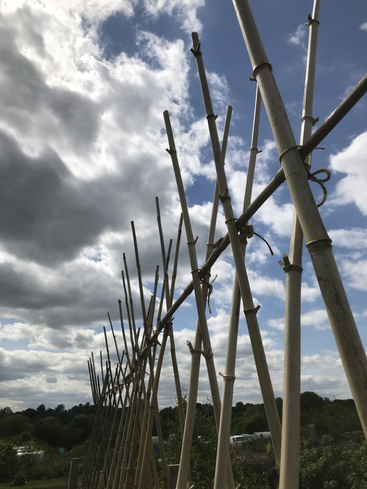 And the mark of cane fell upon the land | woodleywise | Blipfoto